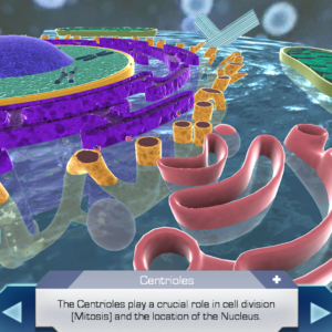 Cell World – Teacher’s Friendly